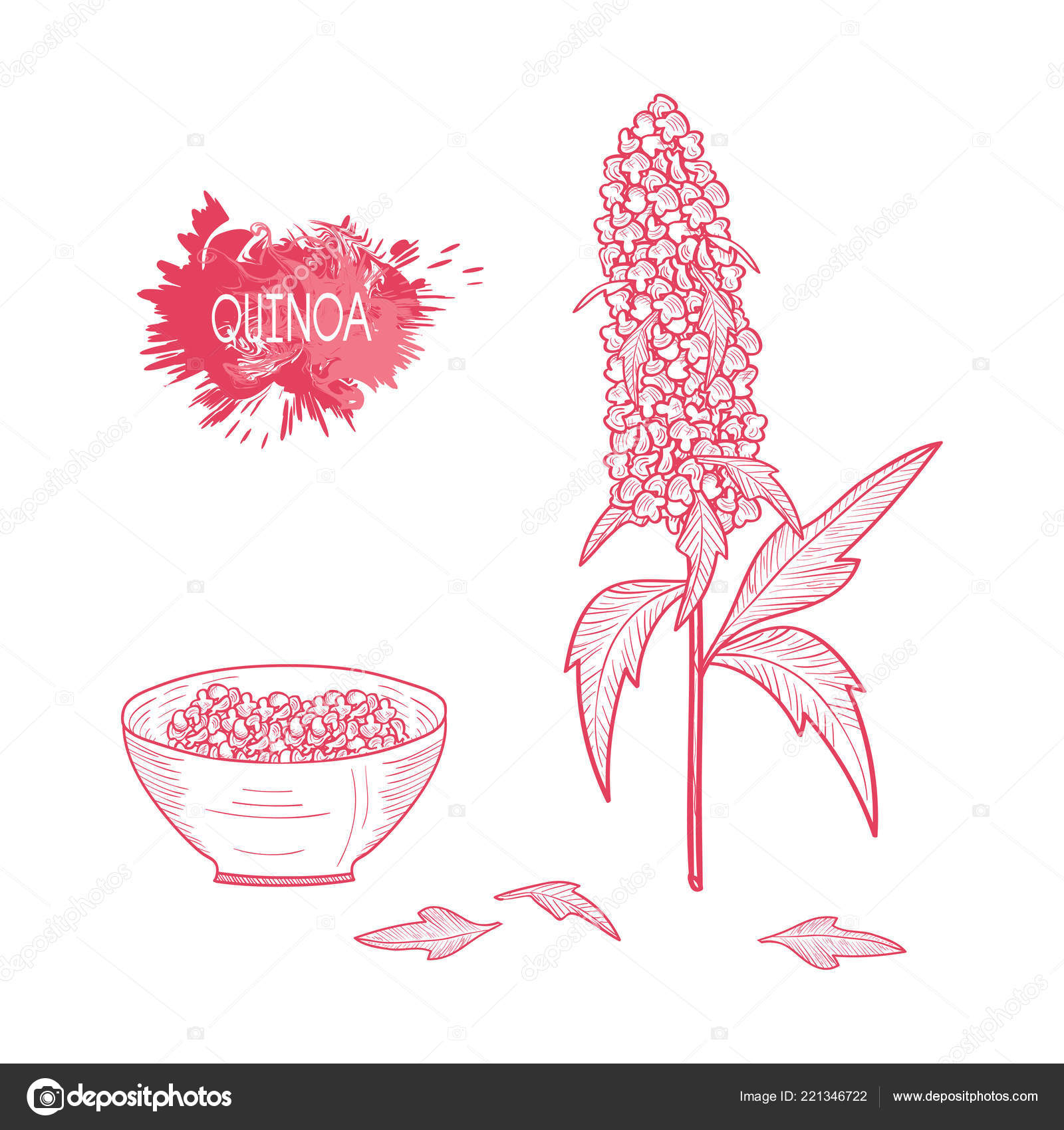 Quinoa Plant Illustration