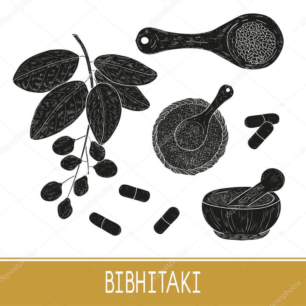 Bibhitaki. Terminalia bellirica. Planta. Hoja, rama, fruta, baya. Polvo ...