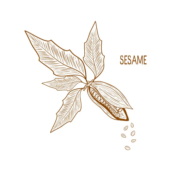 Sesame plant Vector Art Stock Images | Depositphotos