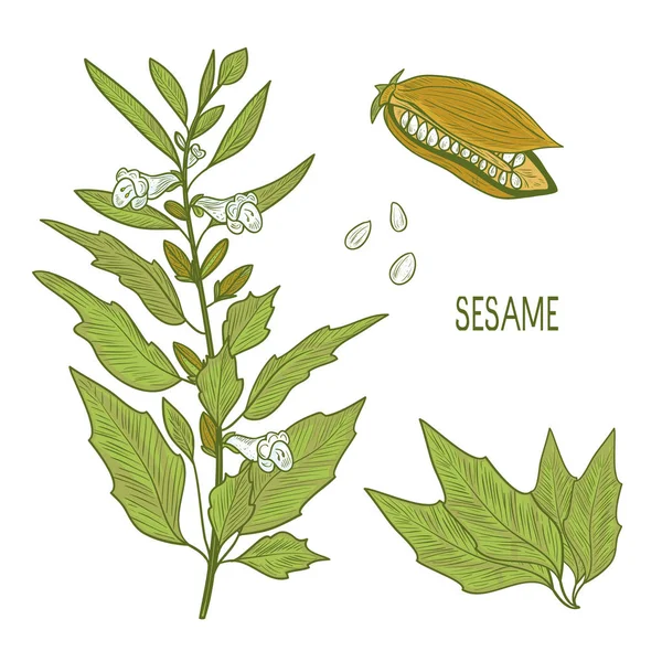 Sesame plant Vector Art Stock Images | Depositphotos