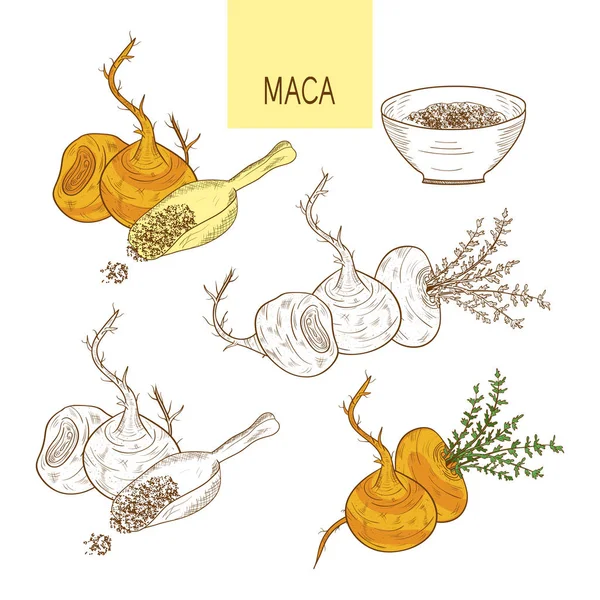 Maca root powder Vector Art Stock Images | Depositphotos