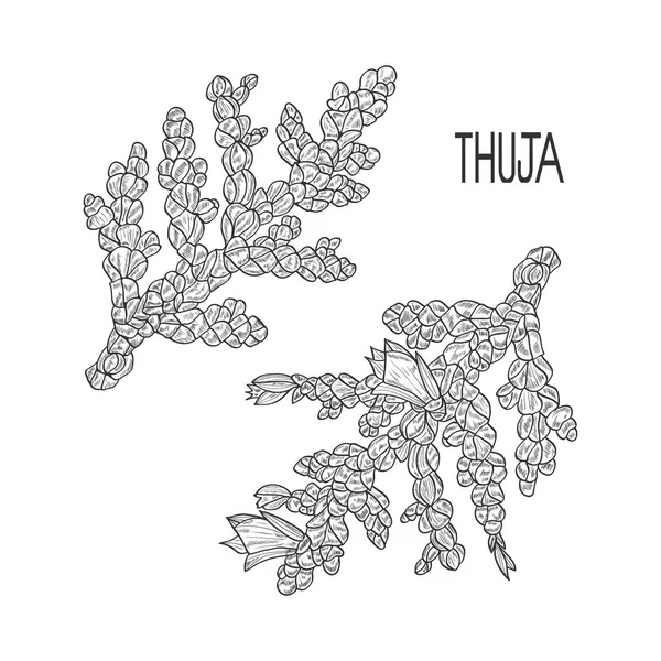 Thuja branch Vector Art Stock Images | Depositphotos