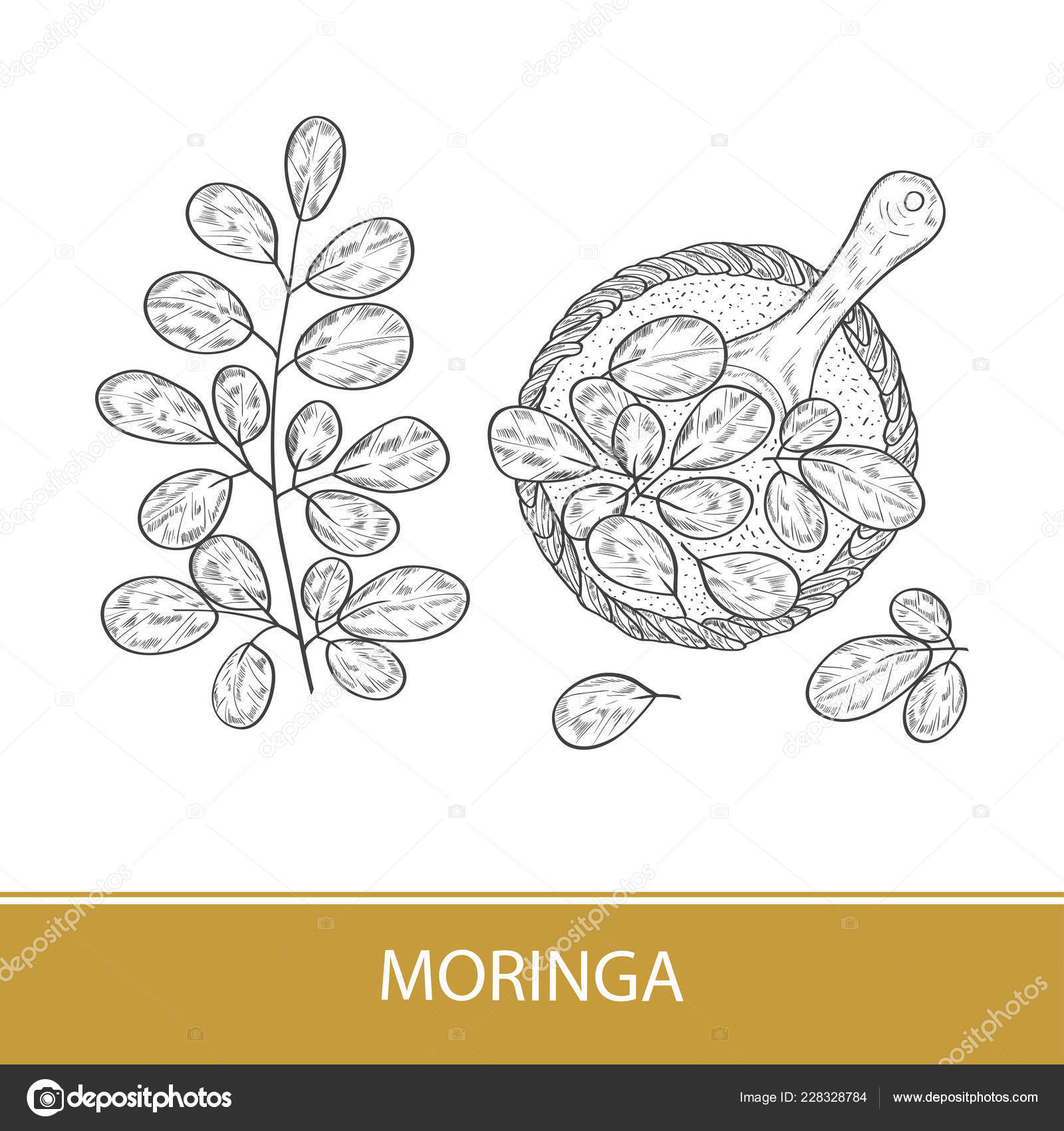 Malunggay Leaves Drawing