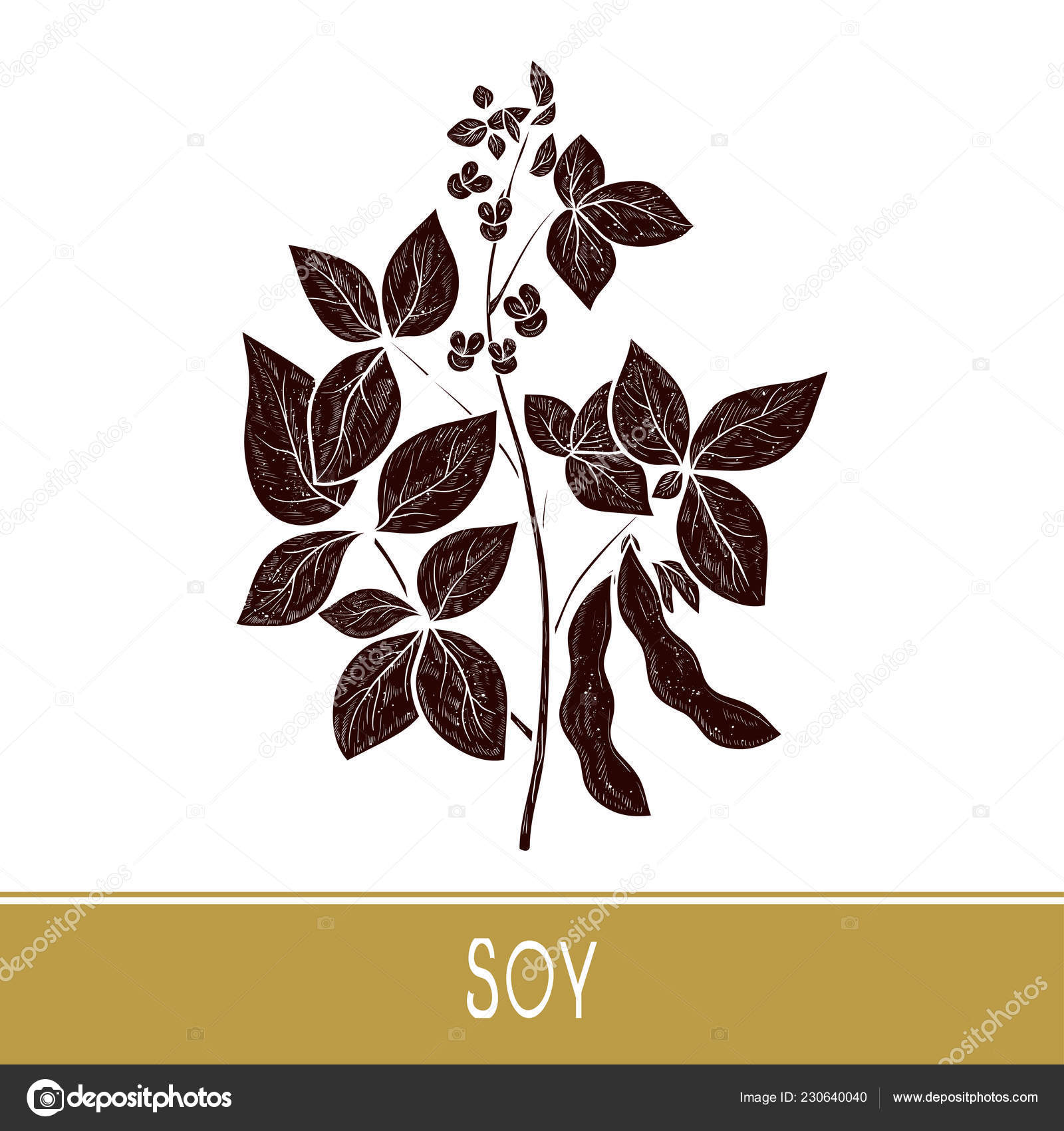 Soja. Folhas de plantas, flor, ramo, vagem. silhueta preta no fundo ...
