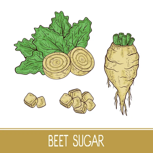 Sugar beet Vector Art Stock Images | Depositphotos