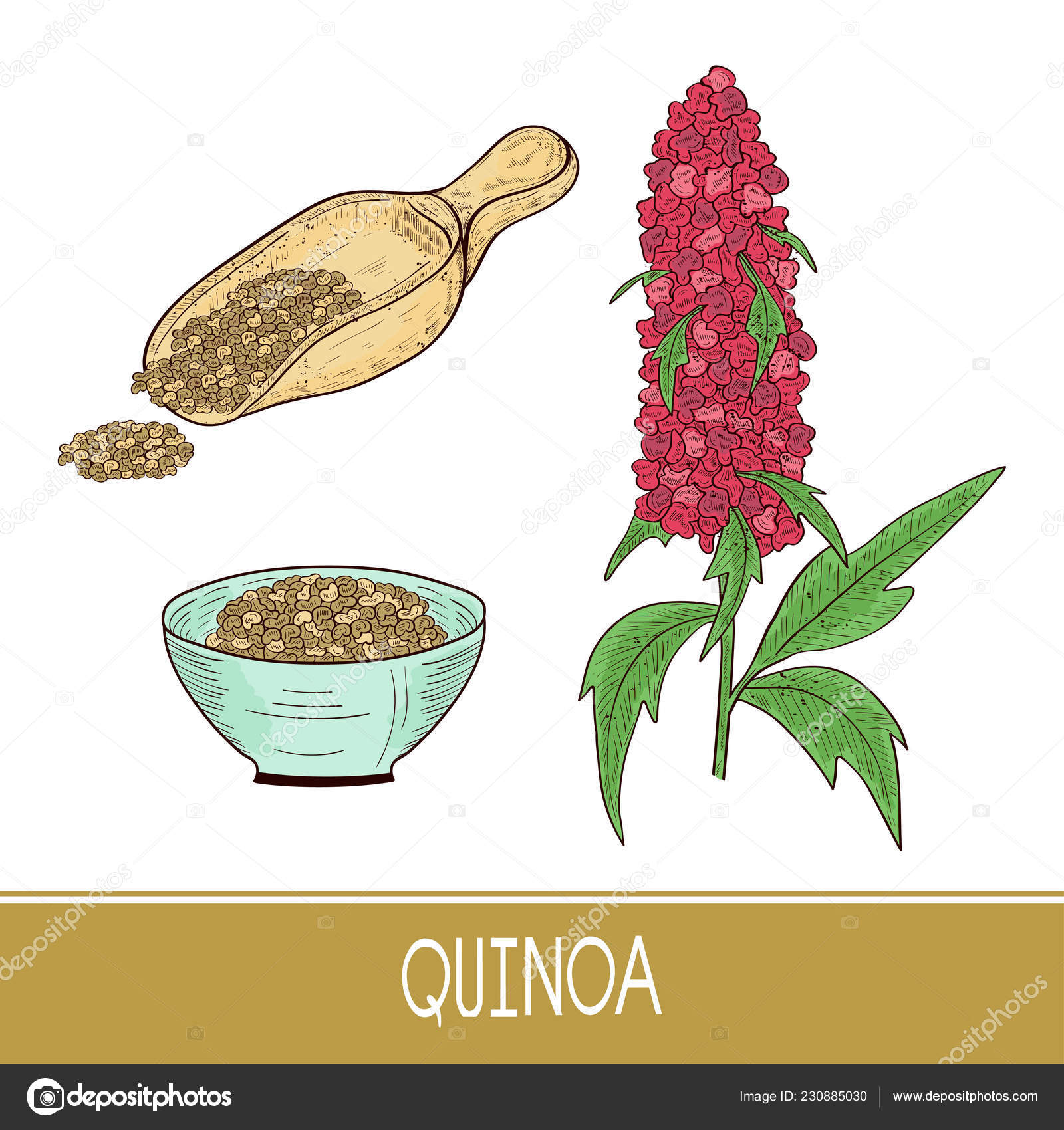 Quinoa Plant Drawing