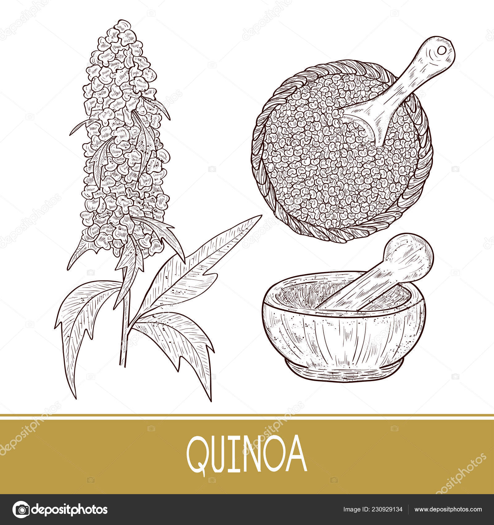 Quinoa. Plant. Spoon, mortar. Bowl with seeds. Sketch. Set. Stock ...