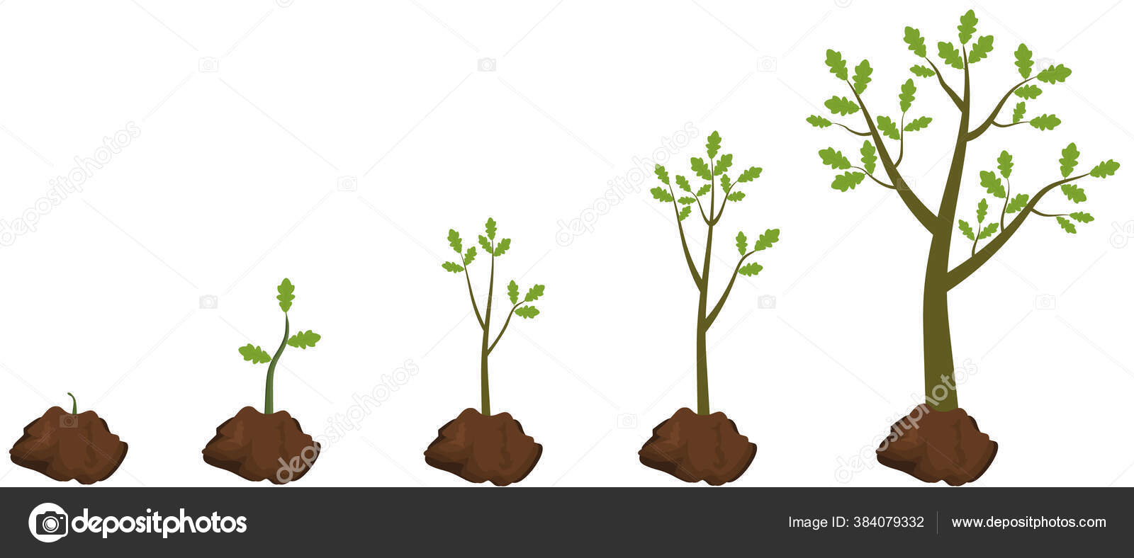 Five stages of growing tree. Stock Vector by ©sasha_zerg 384079332