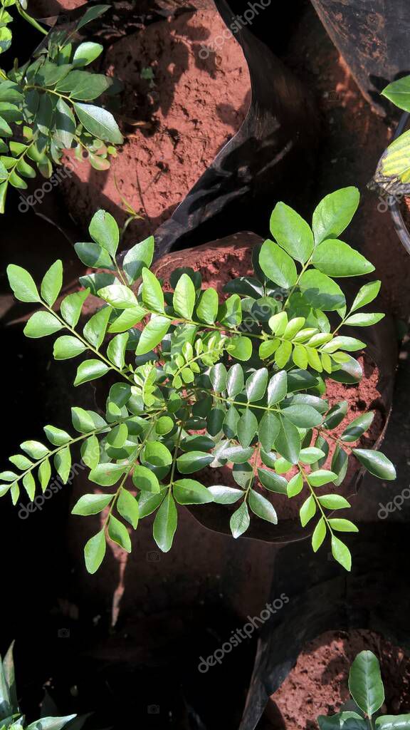 hojas de curry, kadi patta, árbol de curry también conocido como ...