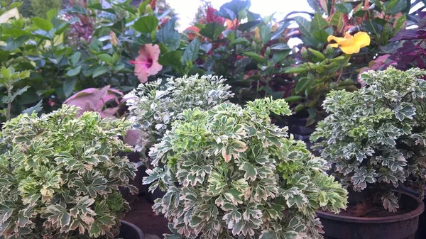 Carnival plants images libres de droit, photos de Carnival plants ...