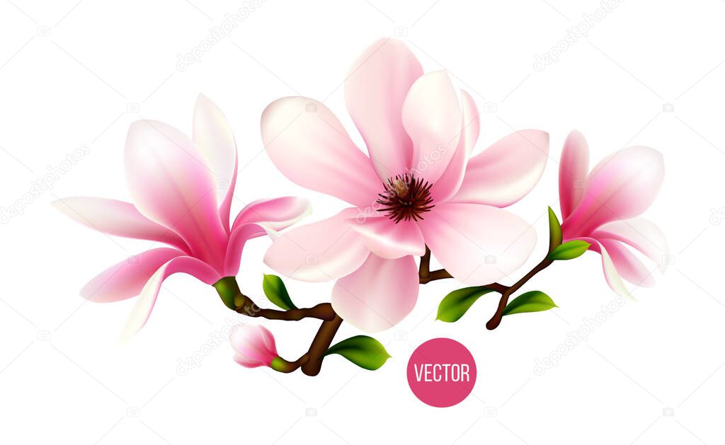 Rama Magnolia aislada sobre fondo blanco. 3d icono de vector realista 2023
