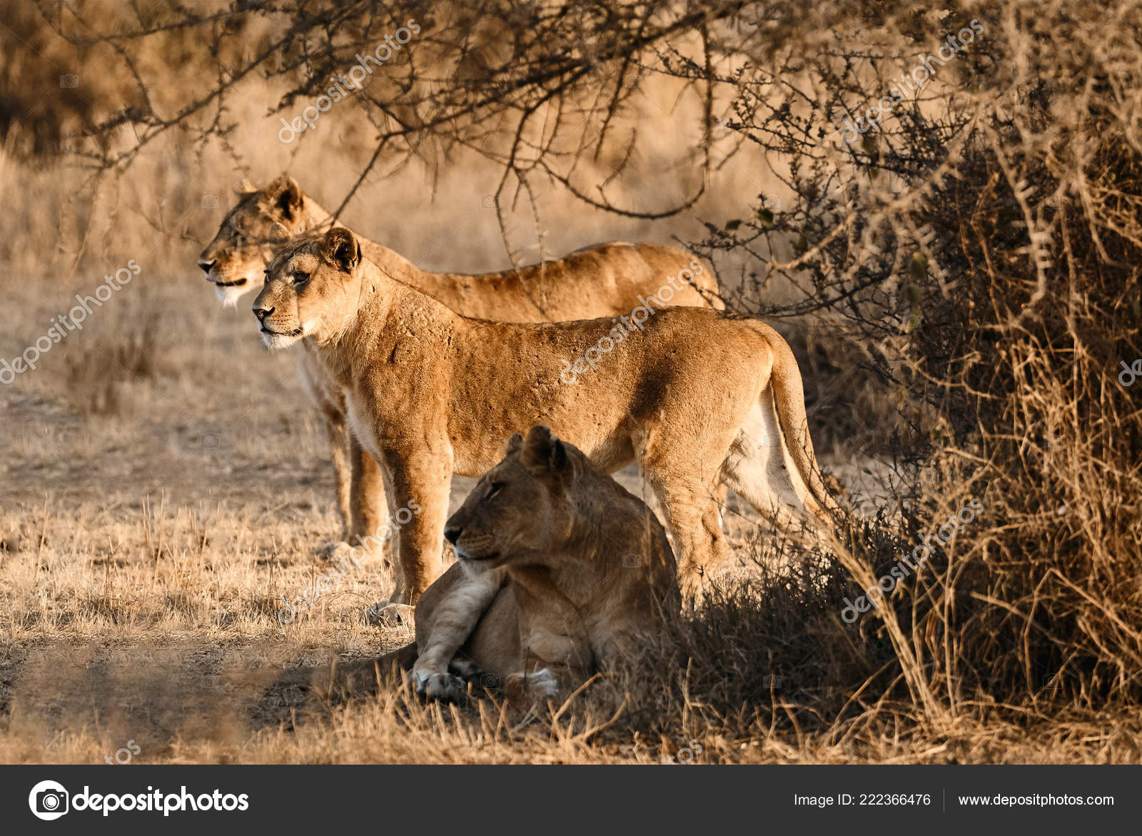 Leo The Lion King Lioness Hunt