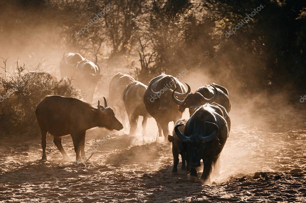 Grupo de b falos africanos (Syncerus caffer), fotografiados a contraluz en Namibia 2024