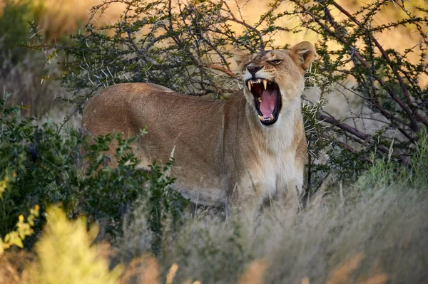 Lion roaring Stock Photos, Royalty Free Lion roaring Images | Depositphotos