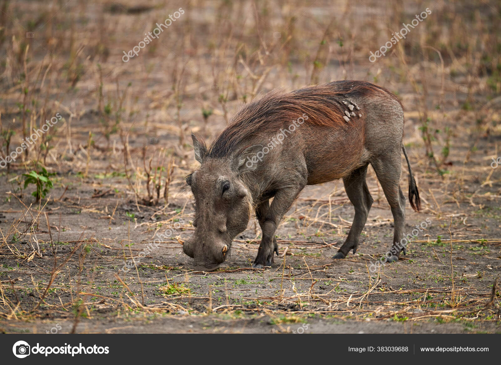 Warthog Phacocoerus Africanus Mammal Often Seen African Safaris — Stock ...