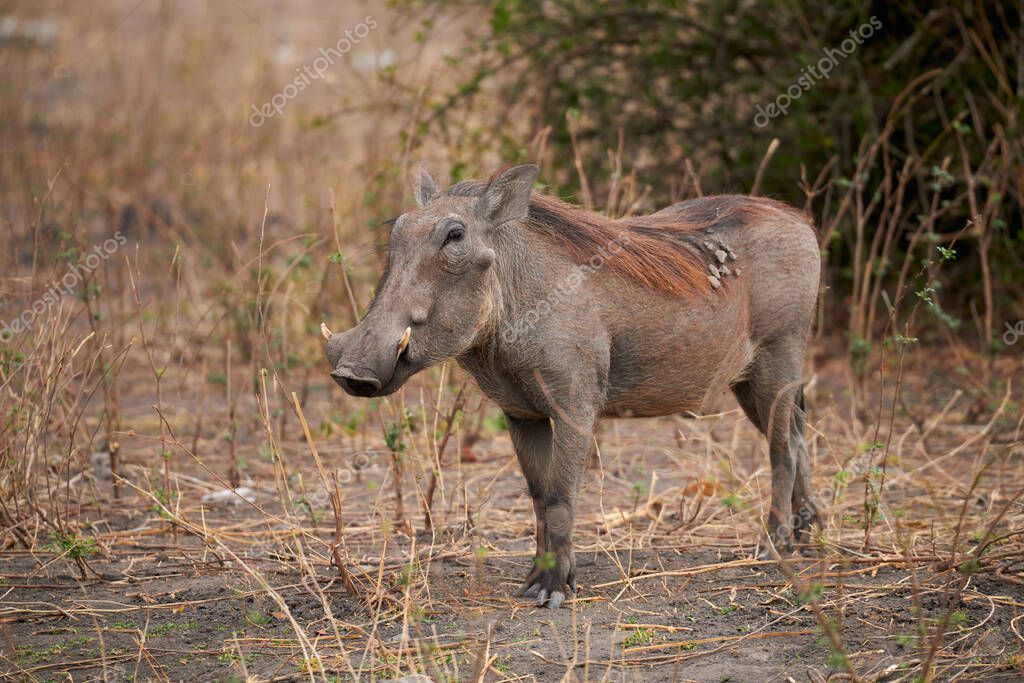 El jabalí (Phacocoerus africanus) es un mamífero que a menudo se ve en ...