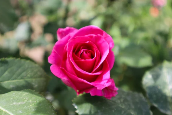 Single pink rose Stock Photos, Royalty Free Single pink rose Images ...