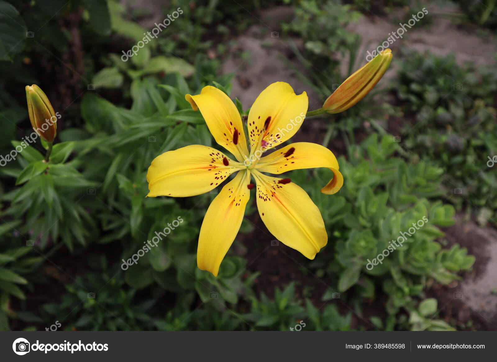 46+ Gambar Bunga Lily Paling Indah yang Wajib Disimak! - Informasi ... 46+ Gambar Bunga Lily Paling Indah yang Wajib Disimak! - Informasi ...