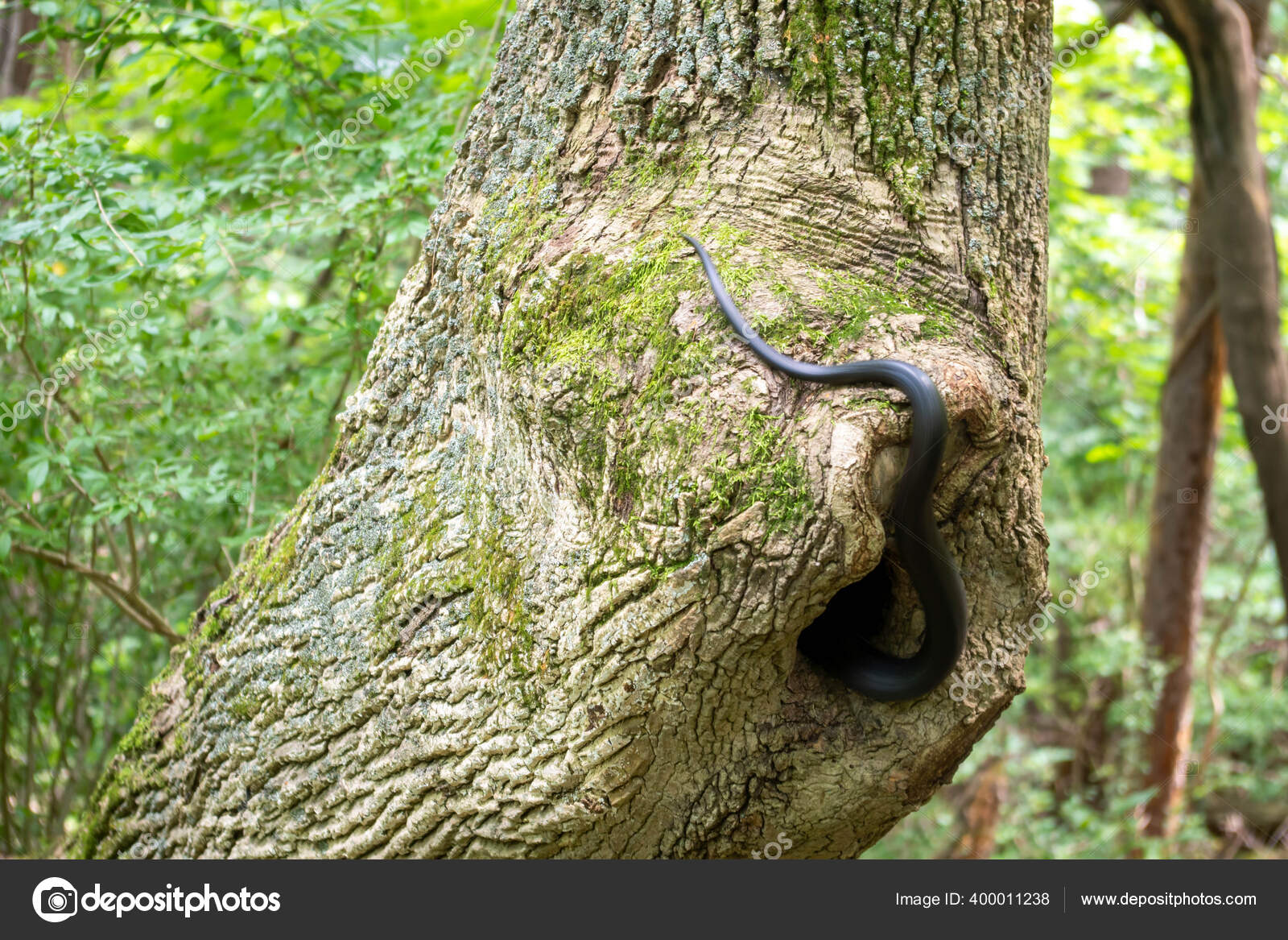 A Black Rat Snake slithers into a hollow tree in the woods. Stock Photo ...