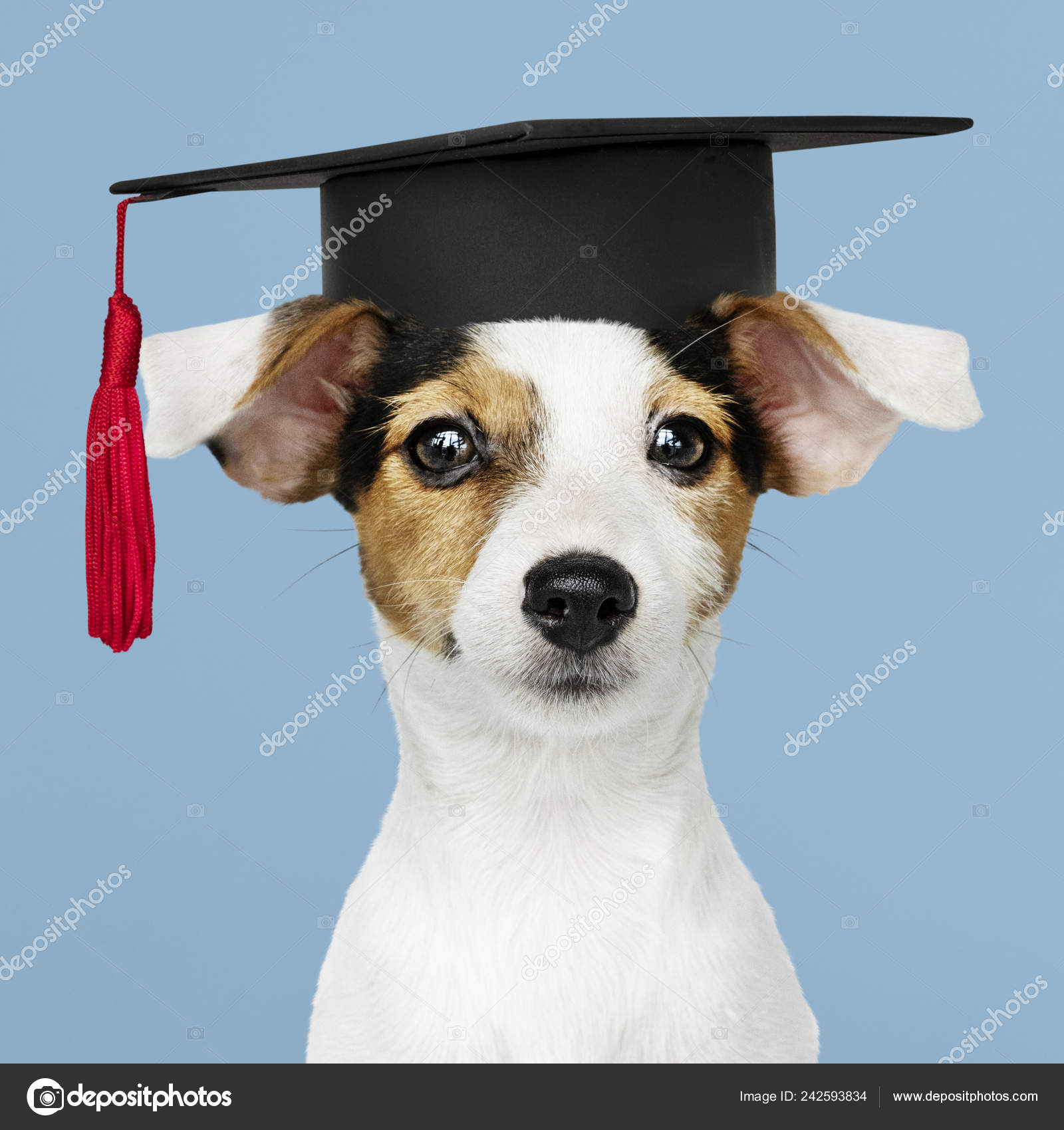 Puppy Graduation Cap | ppgbbe.intranet.biologia.ufrj.br