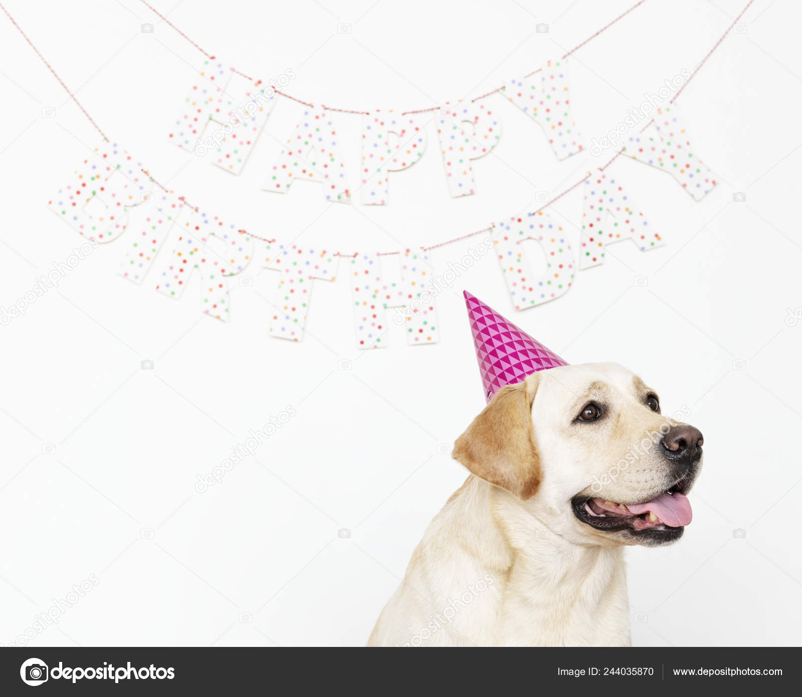 Cute Labrador Retriever Party Hat Birthday Party Stock Photo by ...