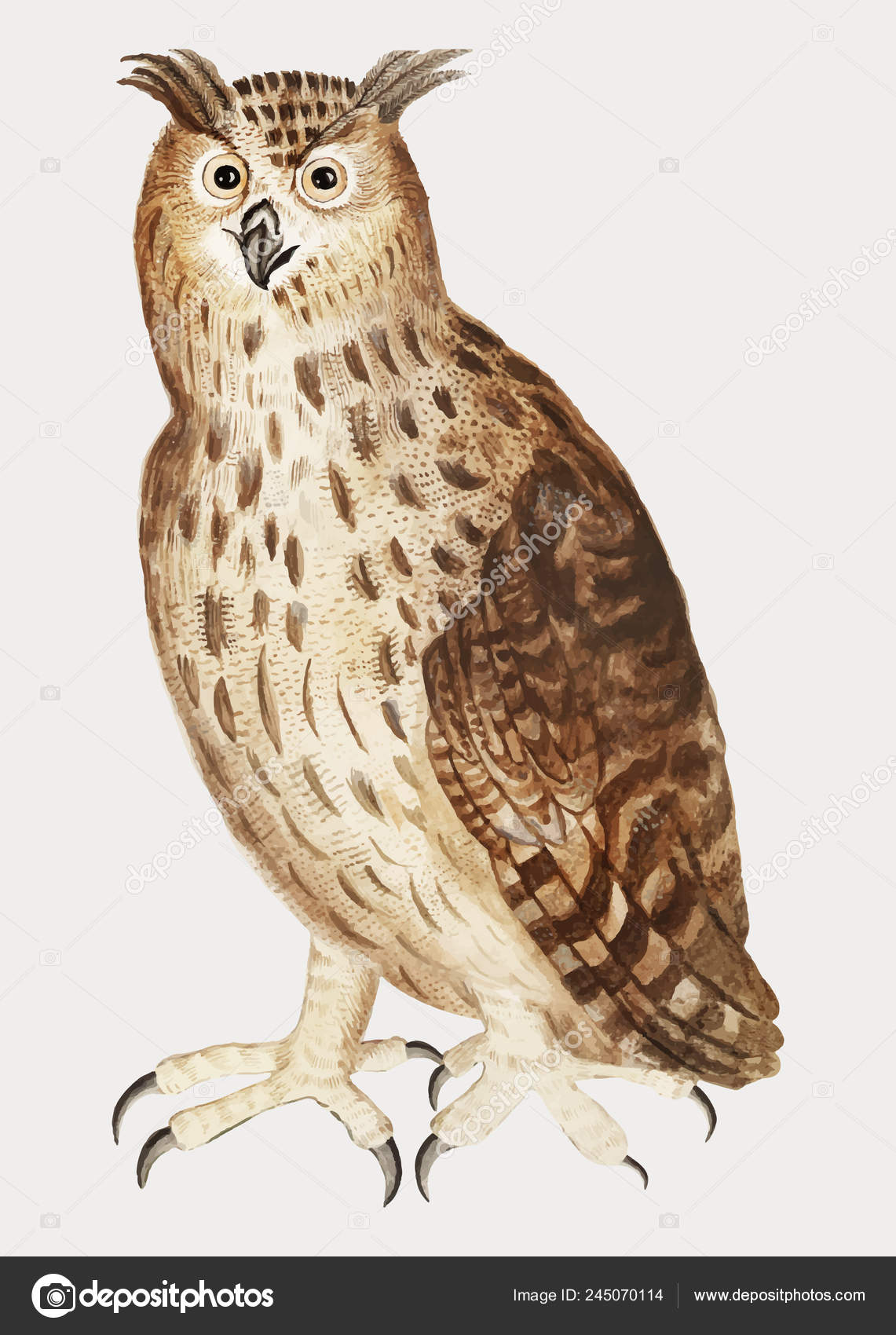 Vintage Scops Owl Illustration Vector Stock Vector by ©Rawpixel 245070114