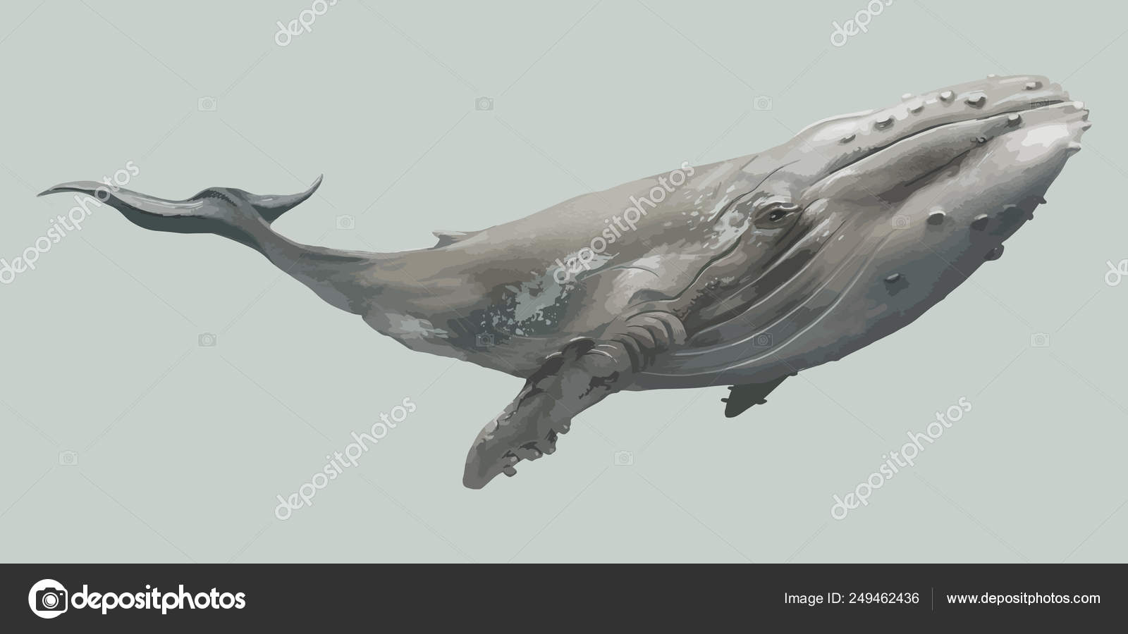 Flotante Aislado Vector Ballena Gris Vector de stock #249462436 de ...