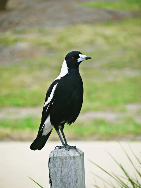 Australian magpie Stock Photos, Royalty Free Australian magpie Images ...