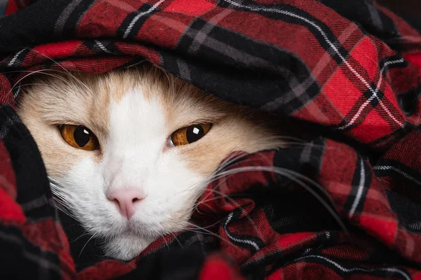 Cat cold Stock Photos, Royalty Free Cat cold Images | Depositphotos