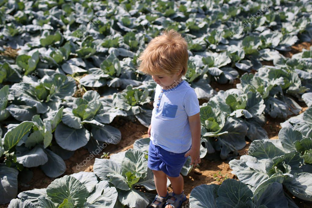 Niño en repollo. Lindo chico en el campo, granja de verduras, verduras ...