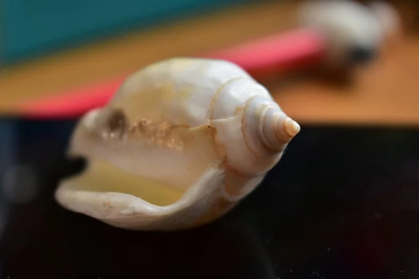 Chata shell Stock Photos, Royalty Free Chata shell Images | Depositphotos