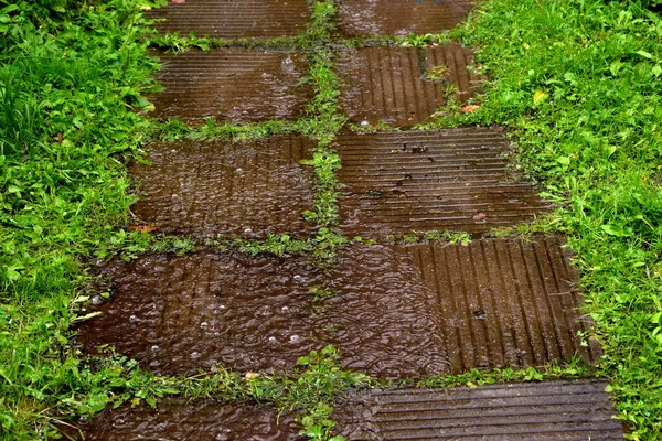 Puddle path Images - Search Images on Everypixel