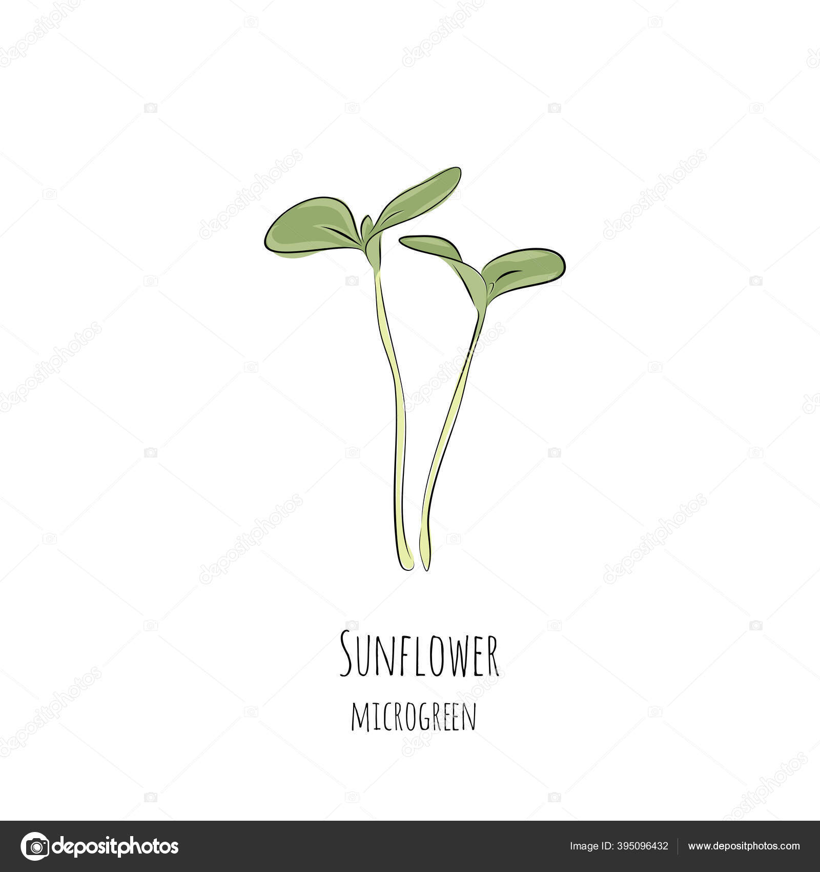 Hand Drawn Sunflower Micro Greens Vector Illustration Sketch Style ...