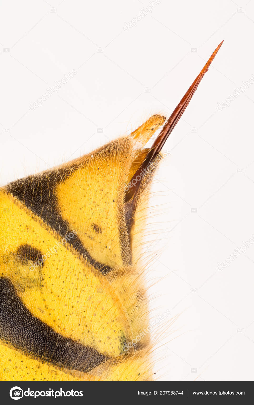 Sting Common Wasp Wasp Vespula Vulgaris — Stock Photo © moonflash ...
