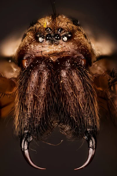 Eratigena atrica Pictures, Eratigena atrica Stock Photos & Images ...