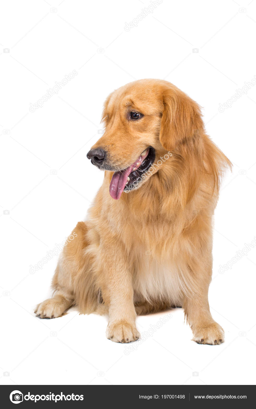 Beautiful Dog Sitting Isolated White Background — Stock Photo ...
