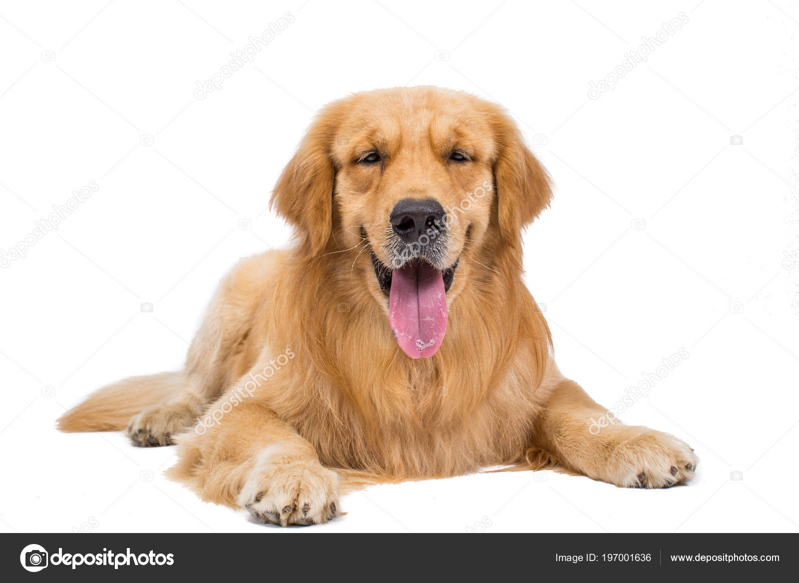 Beautiful Dog Sitting Isolated White Background Stock Photo by ...