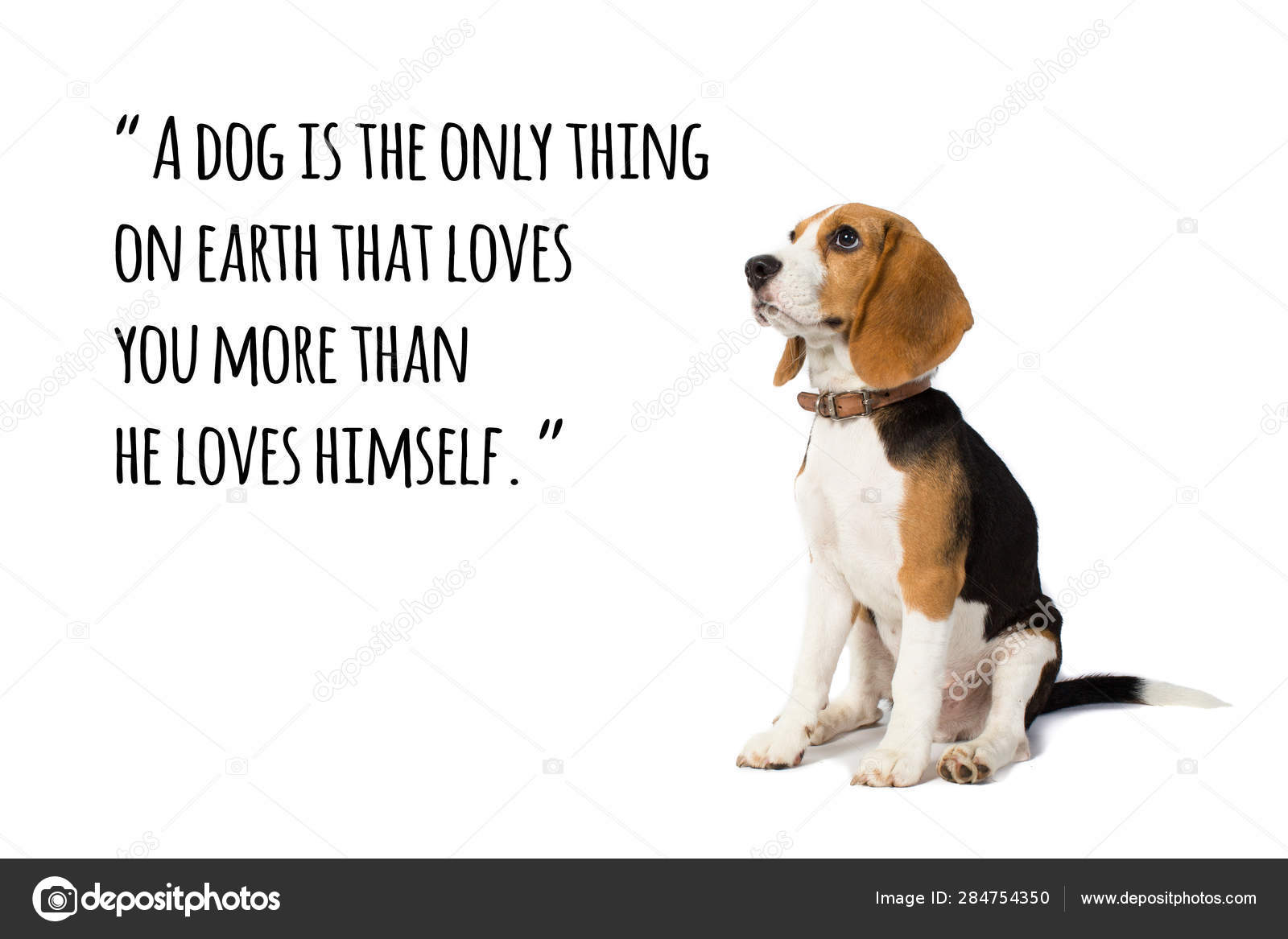 Beagle Body Language What Are They Saying