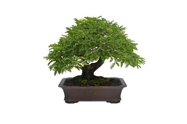 Bonsai sapling images libres de droit, photos de Bonsai sapling ...