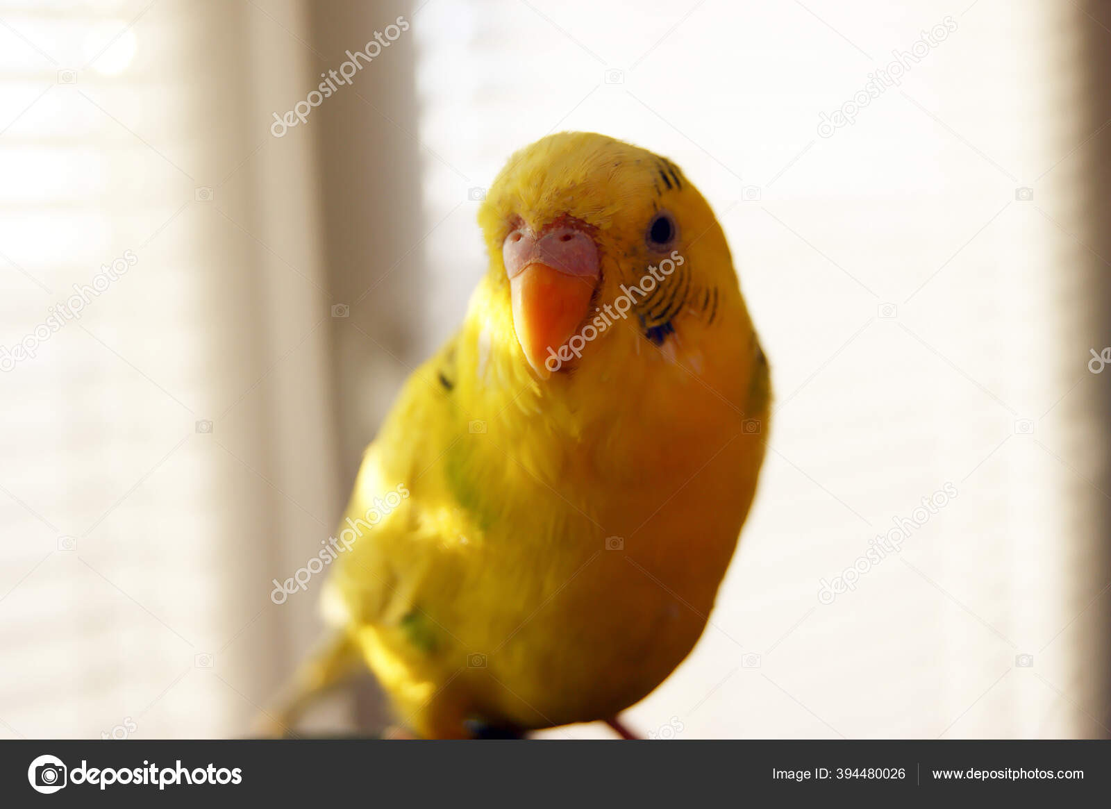Funny Budgerigar Cute Yellow Budgie Parrot Looking Camera Tamed Pet ...