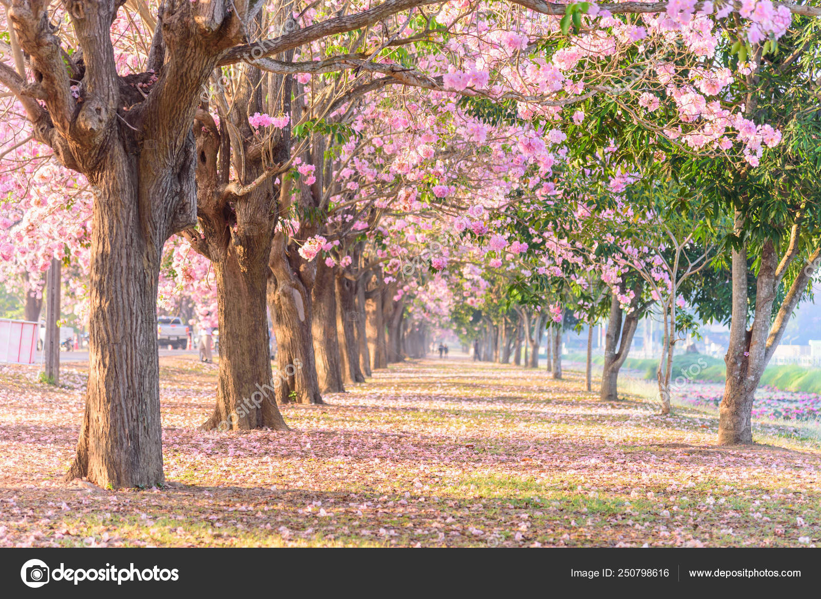 Pink Trumpet Tree Row Mist Sunrise Time Pink Trumpet Sunrise — Stock ...