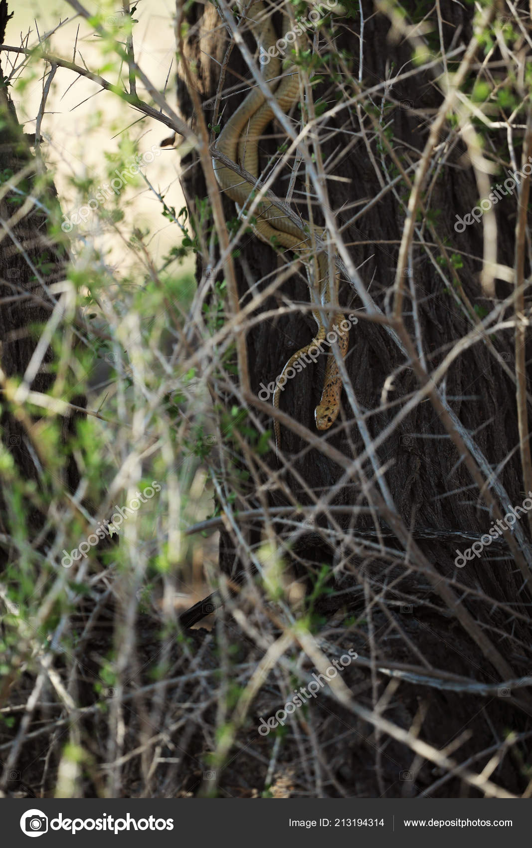 Dangerous Snake Savanna Namibia Africa — Stock Photo © Gi0572 #213194314