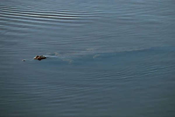 Zwevend puin Stock Photos, Royalty Free Zwevend puin Images | Depositphotos