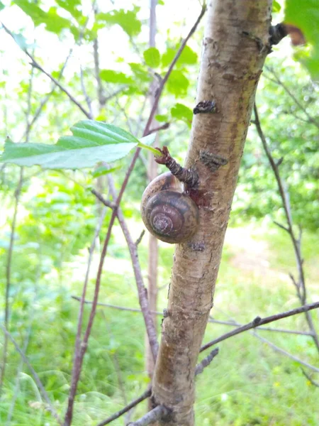 Snail on poplar forest Stock Photos, Royalty Free Snail on poplar ...