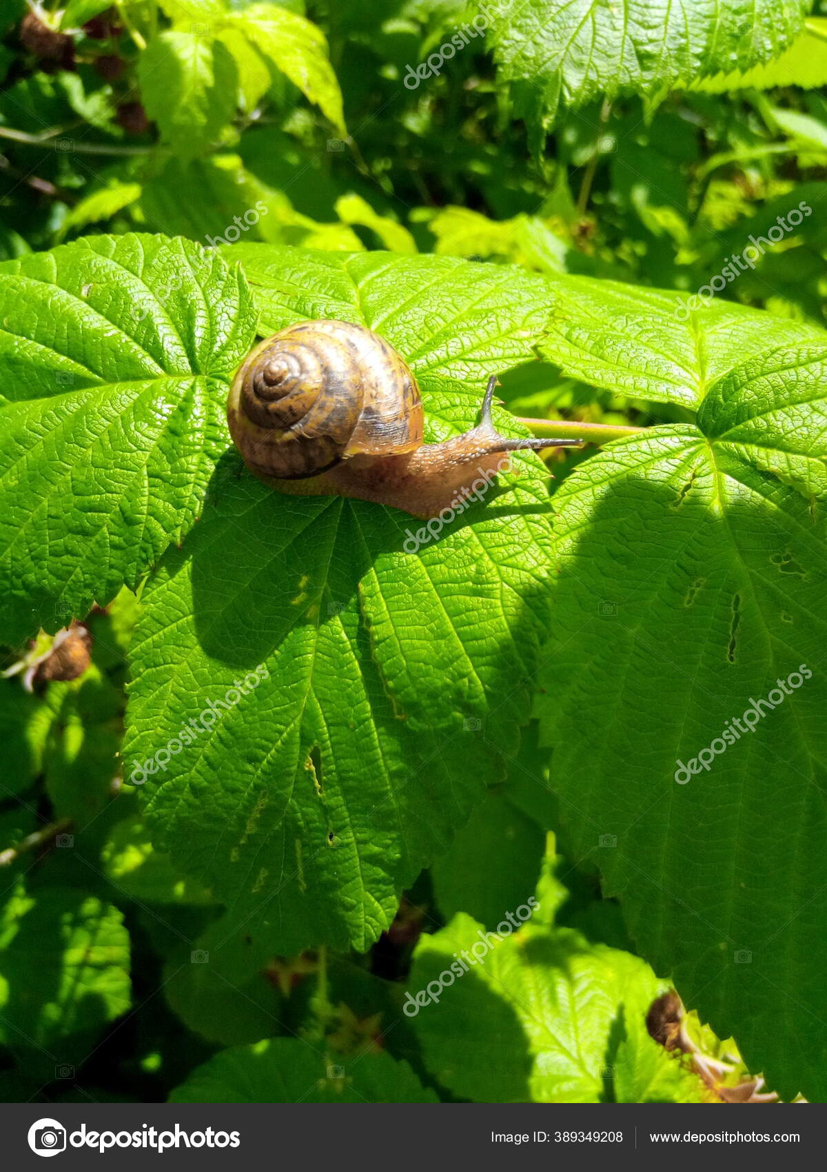 Raspberry Snail Green Leaf Garden Park — Stock Photo © Aleksandr_D ...