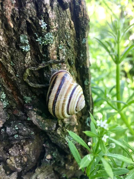 Caracol de árbol fotos de stock, imágenes de Caracol de árbol sin ...