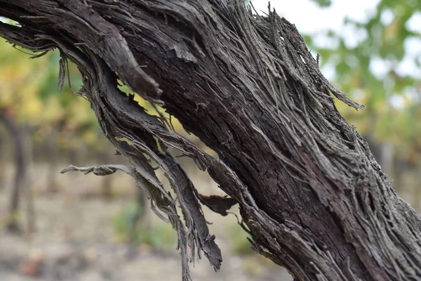 Fotos de Videira seca, Imagens de Videira seca sem royalties ...