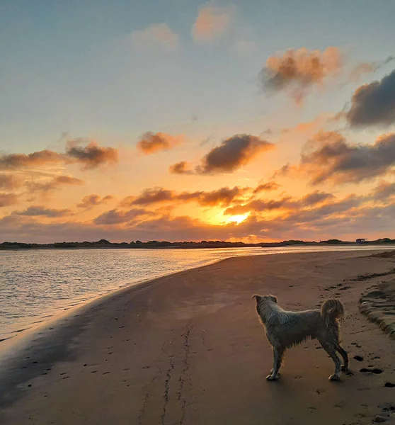 Dog beach sunset Stock Photos, Royalty Free Dog beach sunset Images ...