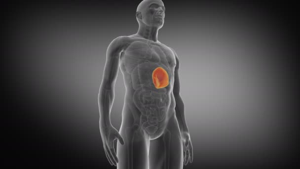 Vidéos pour Anatomie de la rate, Anatomie de la rate clips vidéo HD ...