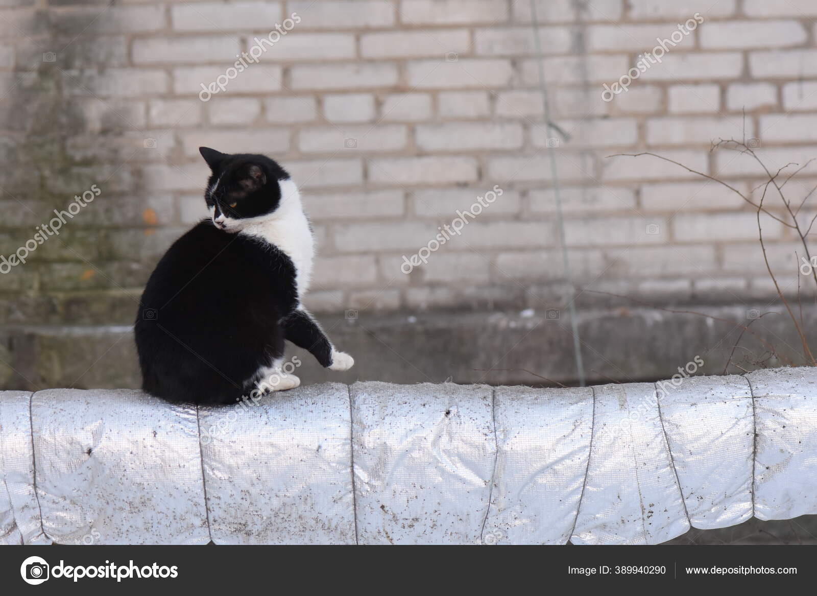 Homeless Cat Sit Pipe — Stock Photo © StanLihai #389940290